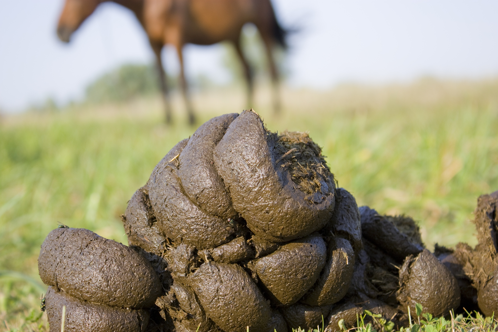 Fecal Count Worming Schedule - Fox Valley Equine