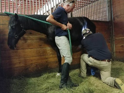 Services - Fox Valley Equine